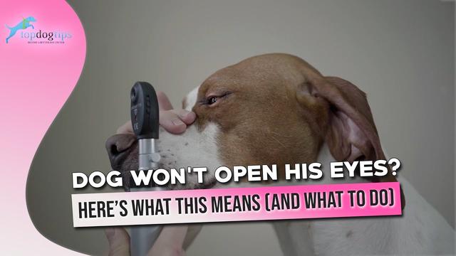 Dog Squinting One Eye After Grooming: Causes, Treatment, and Prevention