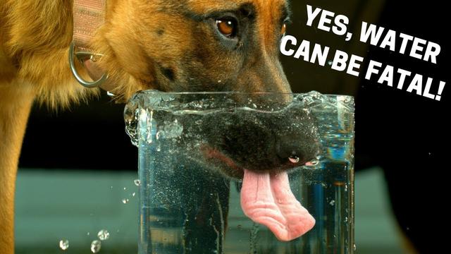 Choosing the Right pH Water for Dogs: What You Need to Know