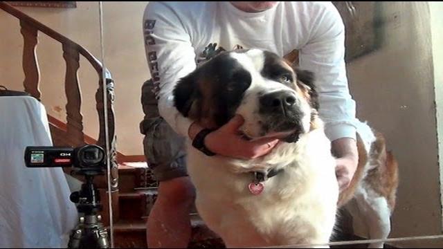 Do Dogs Understand Mirrors: Unveiling the Mystery of Canine Self ...