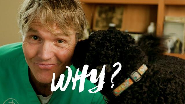 What Does It Mean When A Stray Dog Follows You: Understanding the Behavior