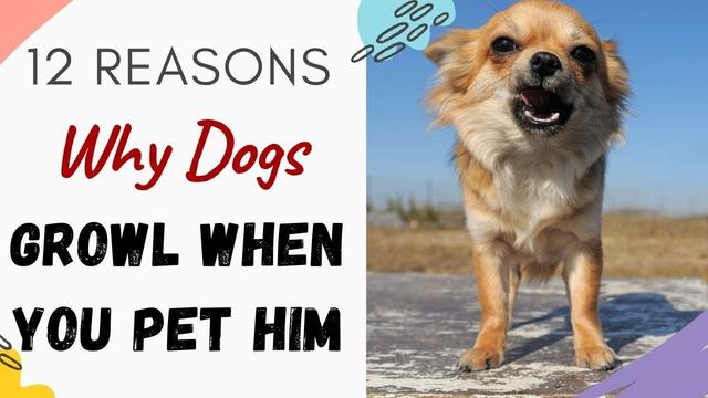 Understanding Why Dogs Growl When You Hug Them: Explained