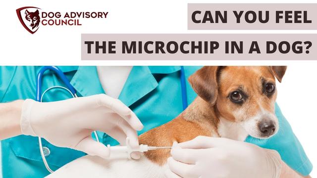 Can You Feel a Microchip in a Dog? Exploring the Facts and Myths