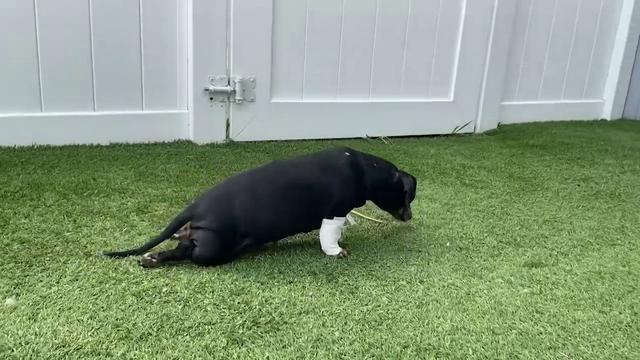 Why Does My Dog Drag Its Back Legs When Excited: Possible Causes and ...