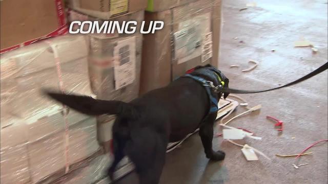 Learn about the skills and training of Border Patrol dogs