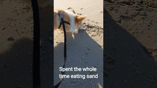 Sandy Poop In Dogs: Causes, Prevention, and Treatment