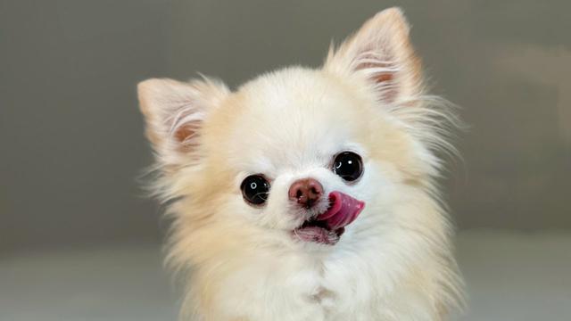 Understanding the Challenges and Care of a Toothless Dog