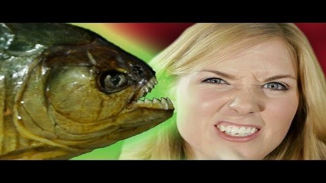 How Long Does It Take to Decompose and Turn Into a Skeleton? Exploring ...