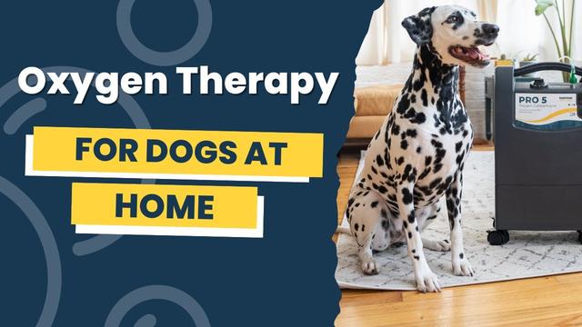 How To Check Dog Oxygen Level At Home - Easy and Effective Methods