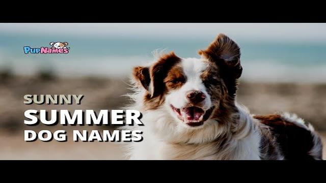 20 Sunny Dog Names to Brighten Your Day