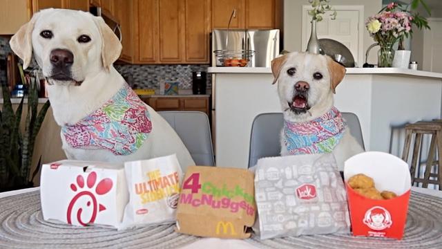 Can Dogs Eat McDonald's Chicken Nuggets? A Comprehensive Guide