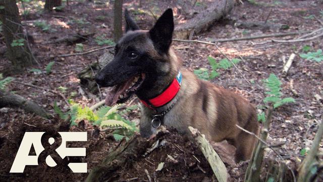 Cadaver Dogs Breeds: Finding the Perfect Canine for Search and Rescue ...
