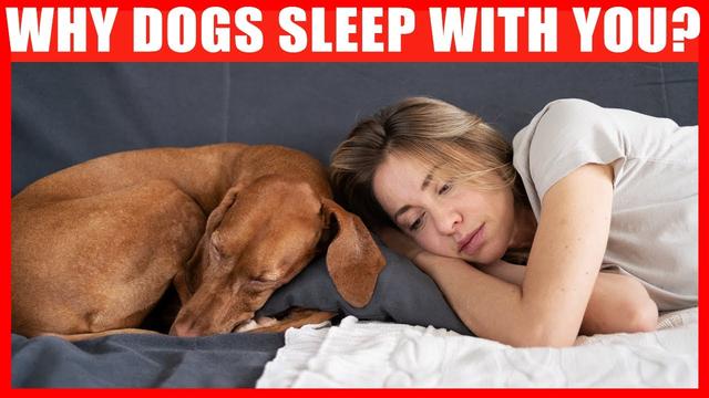 What Does It Mean When A Dog Curls Up Next To You