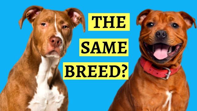 Pitbull Cross Staffy: Everything You Need to Know About This Powerful ...