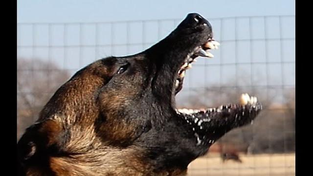 Navy Seal Dog Titanium Teeth: Unparalleled Strength and Durability