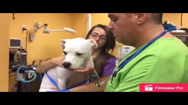 How to Properly Clean and Care for Your Dog's Neuter Incision
