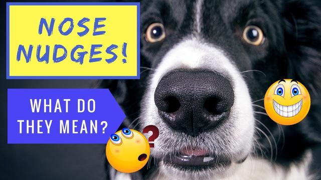 Understanding Dog Nose-Nudging Dominance: What Does It Mean and How to ...