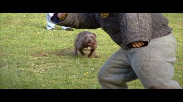 Understanding the Reasons People Fight Pitbulls and How to Stop It
