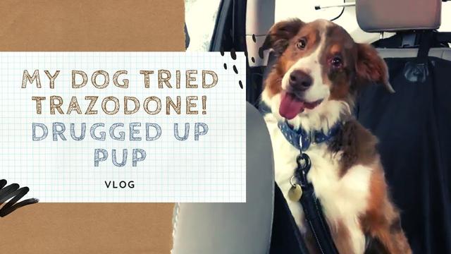 Dog Withdrawal Symptoms From Trazodone: What Owners Should Know