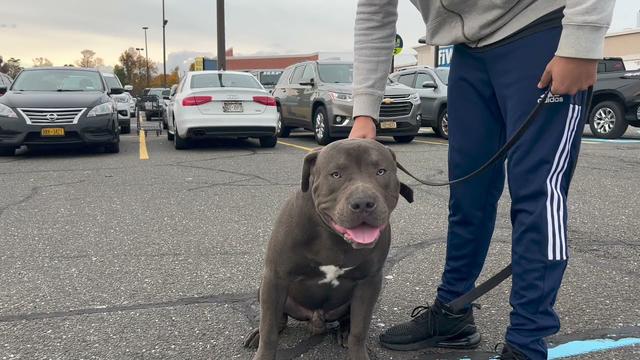 Ghost Tri Bully : Découvrez le monde des brutes éthérées et tricolores