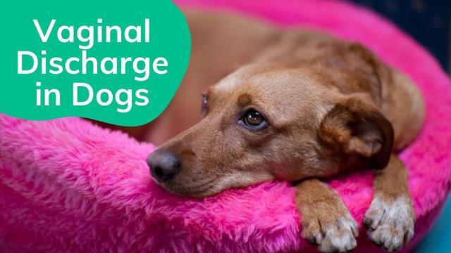 Causes, Symptoms, and Treatment of Green Discharge from Female Dogs