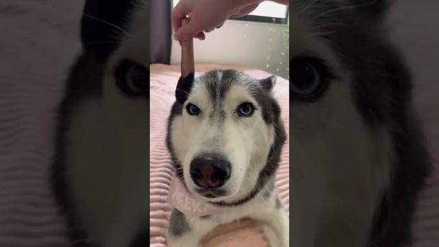 Is Makeup Toxic To Dogs: Potential Dangers and Precautions