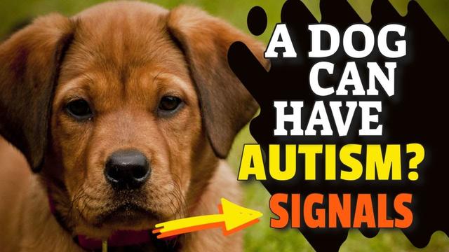 Can Dogs Sense Autism In Humans: Exploring the Connection