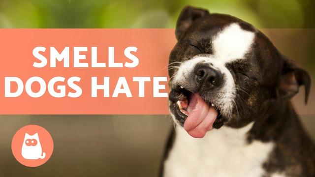 What Scents Do Dogs Hate to Poop On? - The Ultimate Guide