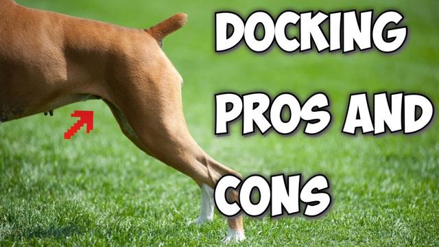 Do Dogs Tails Grow: A Guide to Tail Growth in Dogs