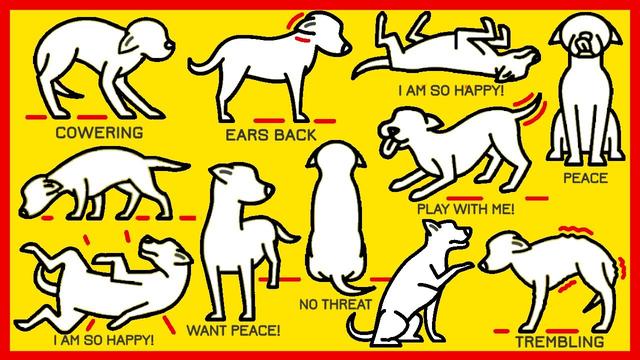 Discover What Your Dog Is Saying with this App - A Complete Guide.