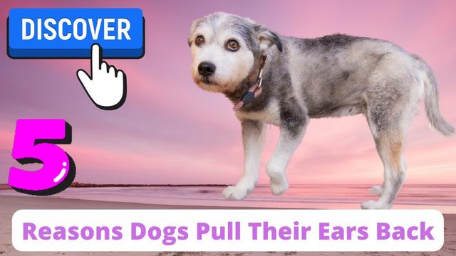 ¿Las orejas de los perros vuelven a crecer? El proceso de regeneración