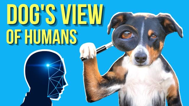 Do Dogs Consider Humans To Be Part Of The Pack: Exploring Canine Social ...