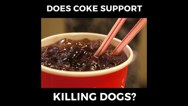 ¿Matará la Coca-Cola a un perro? Descubra la verdad sobre los perros y ...