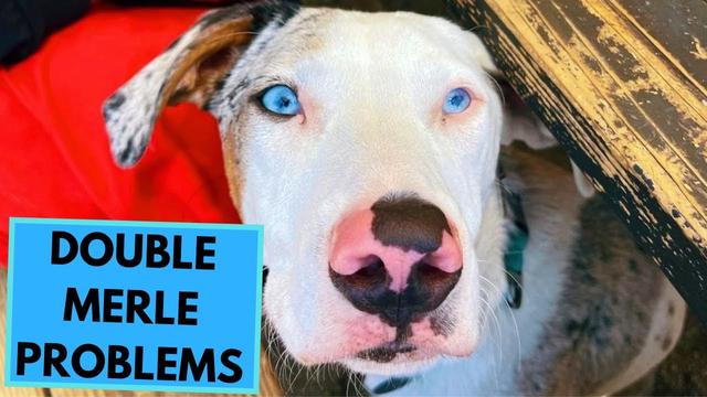 Cómo identificar si su perro es doble merle