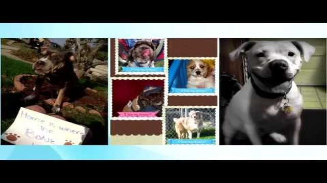 Get Your Allegheny County Treasurer Dog License Online Today