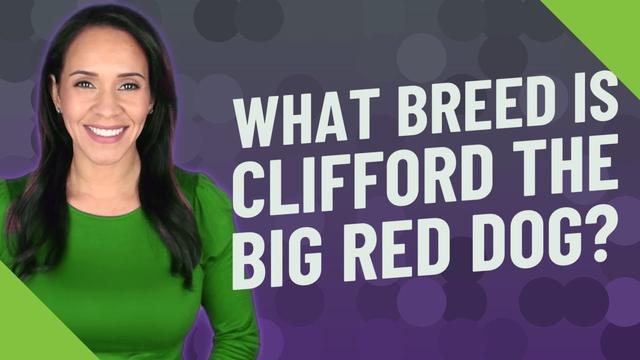 What Type Of Dog Is Clifford: Discover The Breed Behind The Beloved Big ...