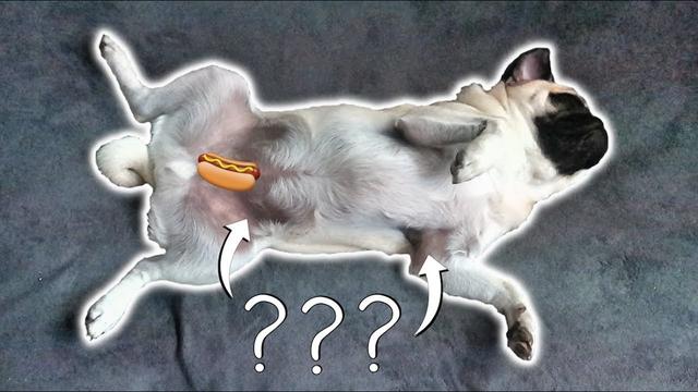 Dog Stomach Turning Purple: Causes, Symptoms, and Treatment