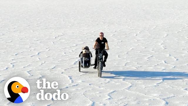 Everything You Need to Know About Your 75 Lb Dog