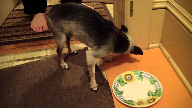 Unsteady Dog On Feet: Causes, Symptoms, and Treatment