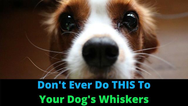 Why Dogs Get Annoyed When You Touch Their Whiskers: Explained