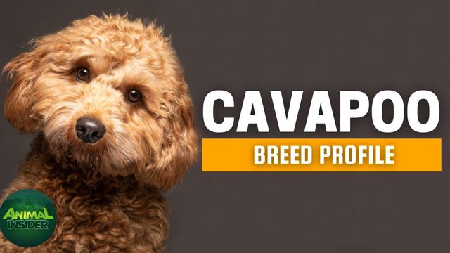 Memahami Cavapoo: Anjing Jenis Apa Itu?