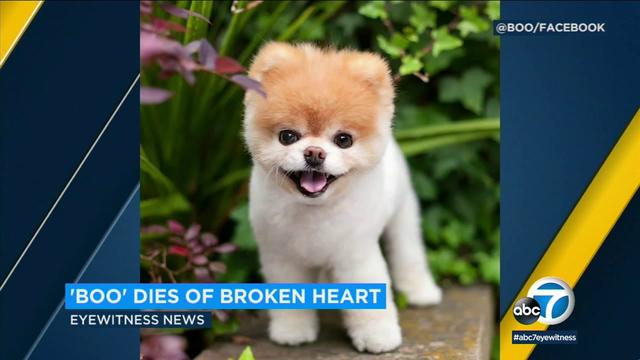 What Happened to Jiffpom? Exploring the Rumors Surrounding Jiffpom's Death
