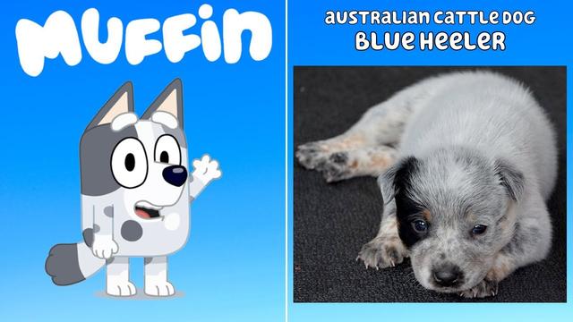Discovering the Breed of Bingo from Bluey Dog Breeds Explained
