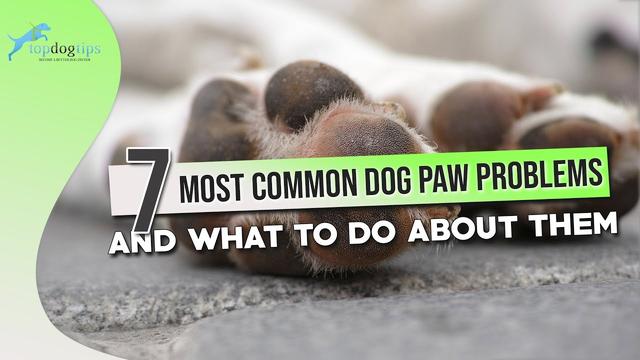Dogs' Paws Bleeding From Snow: Causes, Prevention, and Treatment