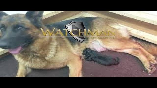 Understanding the Reasons Behind Why Your Dog Only Had One Puppy