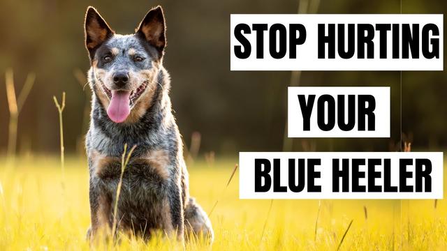 Lifespan of a Blue Heeler: What to Expect