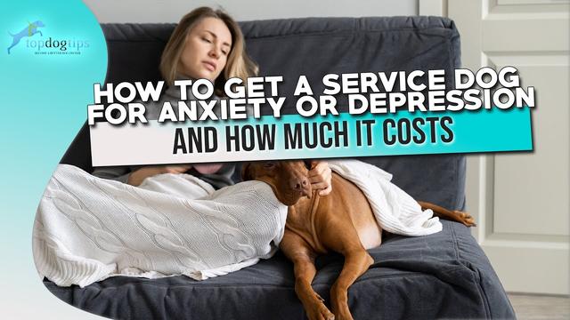 Combien coûte un chien d'assistance ? Exploration des dépenses liées à ... Combien coûte un chien d'assistance ? Exploration des dépenses liées à ...
