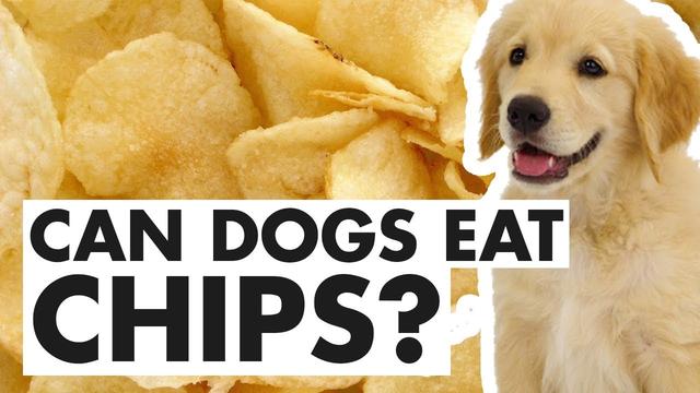 Can Dogs Eat Potato Chips? Everything You Need to Know