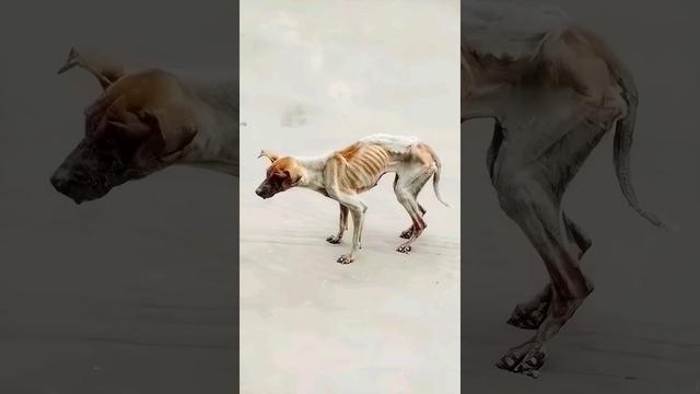 El perro más flaco del mundo: Descubra la impactante historia de una ...