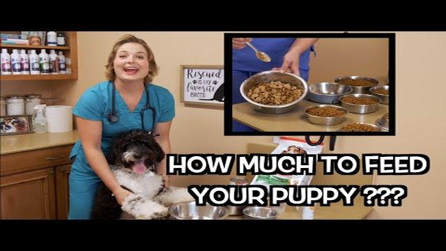 How Much To Feed A 40 Lb Puppy: Essential Feeding Guide