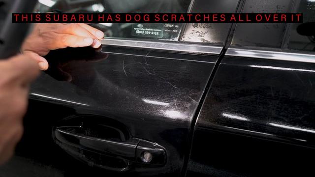 How to Remove Dog Scratches from Your Car: A Complete Guide